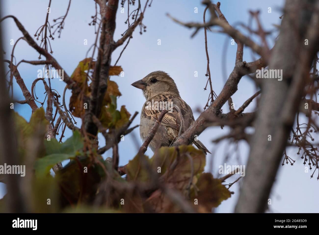 Serce kusu hi-res stock photography and images - Alamy