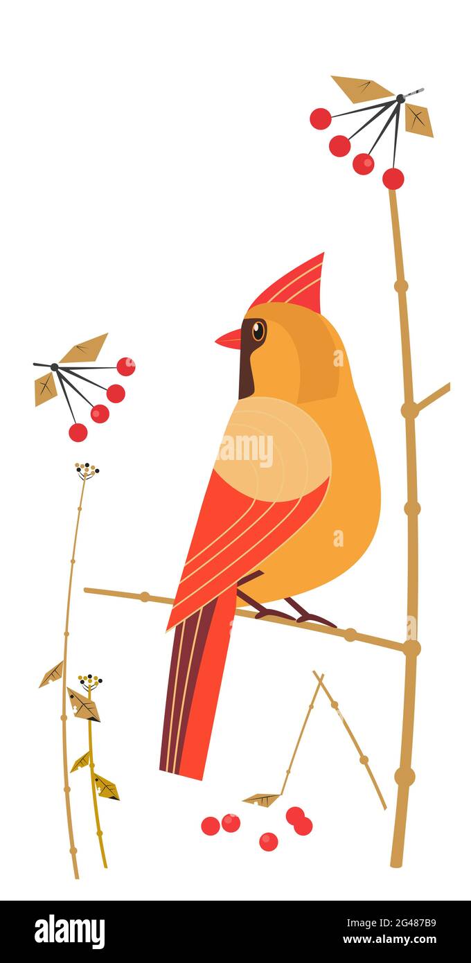Female red cardinal Stock Vector Images - Alamy