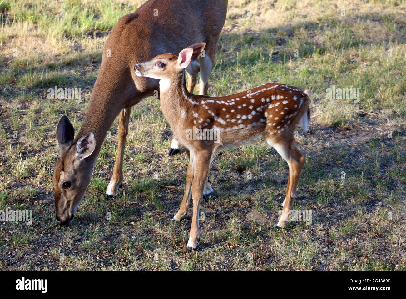 A Doe and her Fawn in the Yard Stock Photo - Alamy