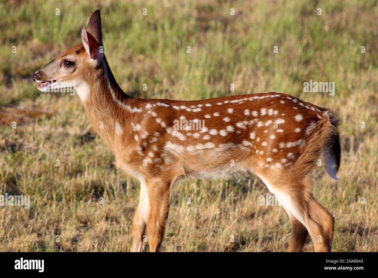 A Fawn Standing In The Sunlight Stock Photo - Alamy