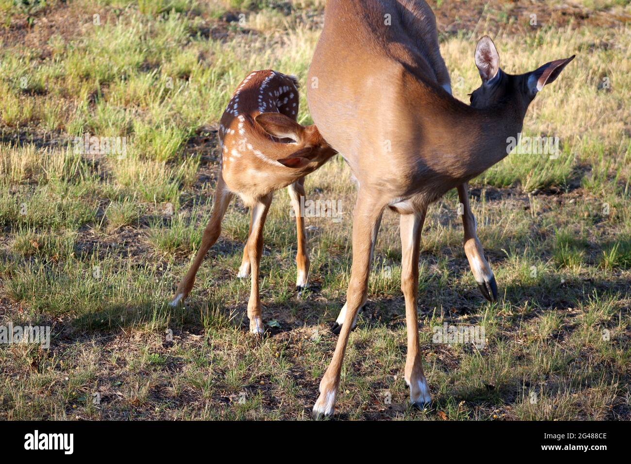 Mother baby deer eating hi-res stock photography and images - Alamy
