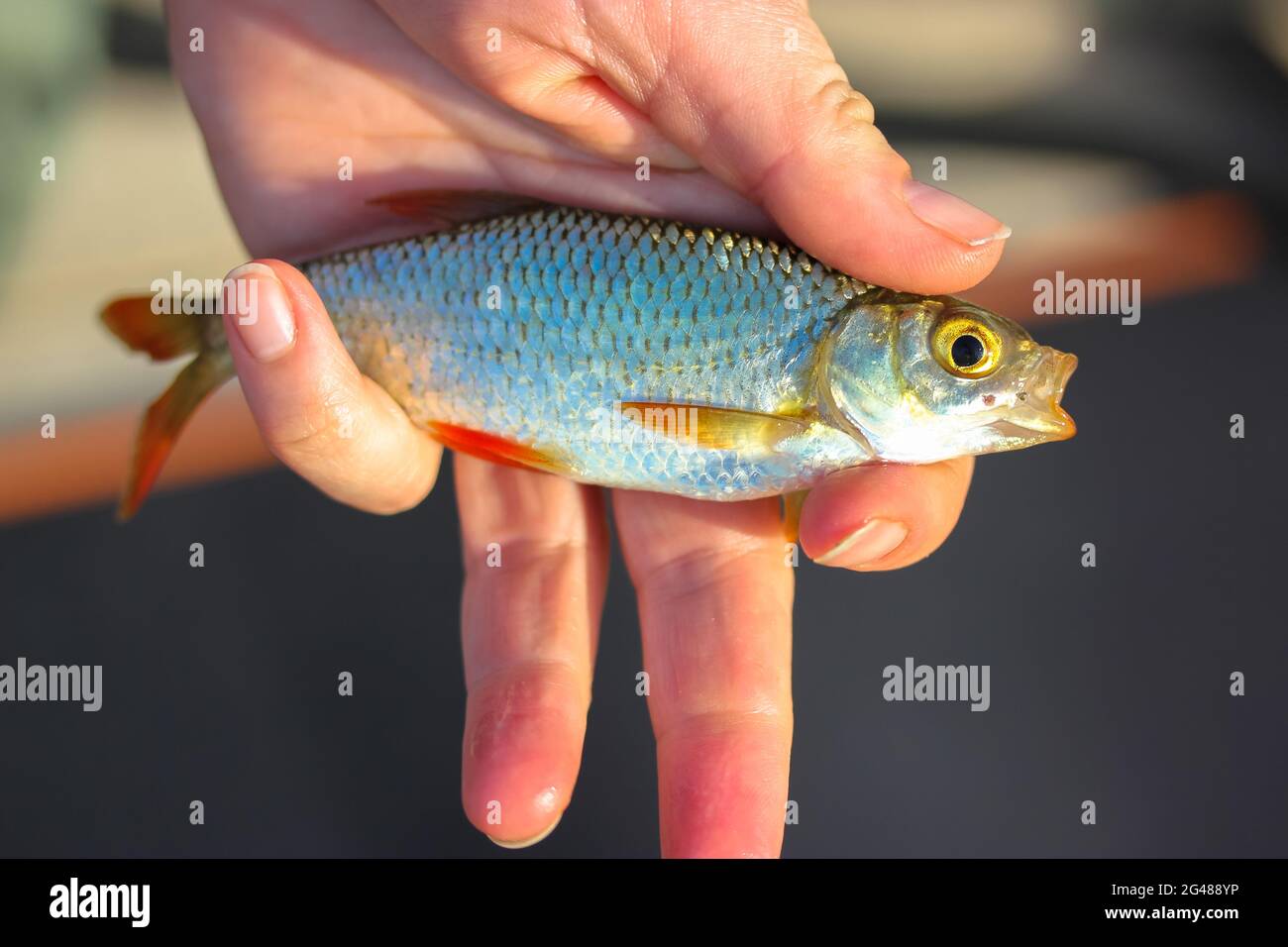 Rudd fish or Scardinius erythrophthalmus with open mouth in a fisherman ...