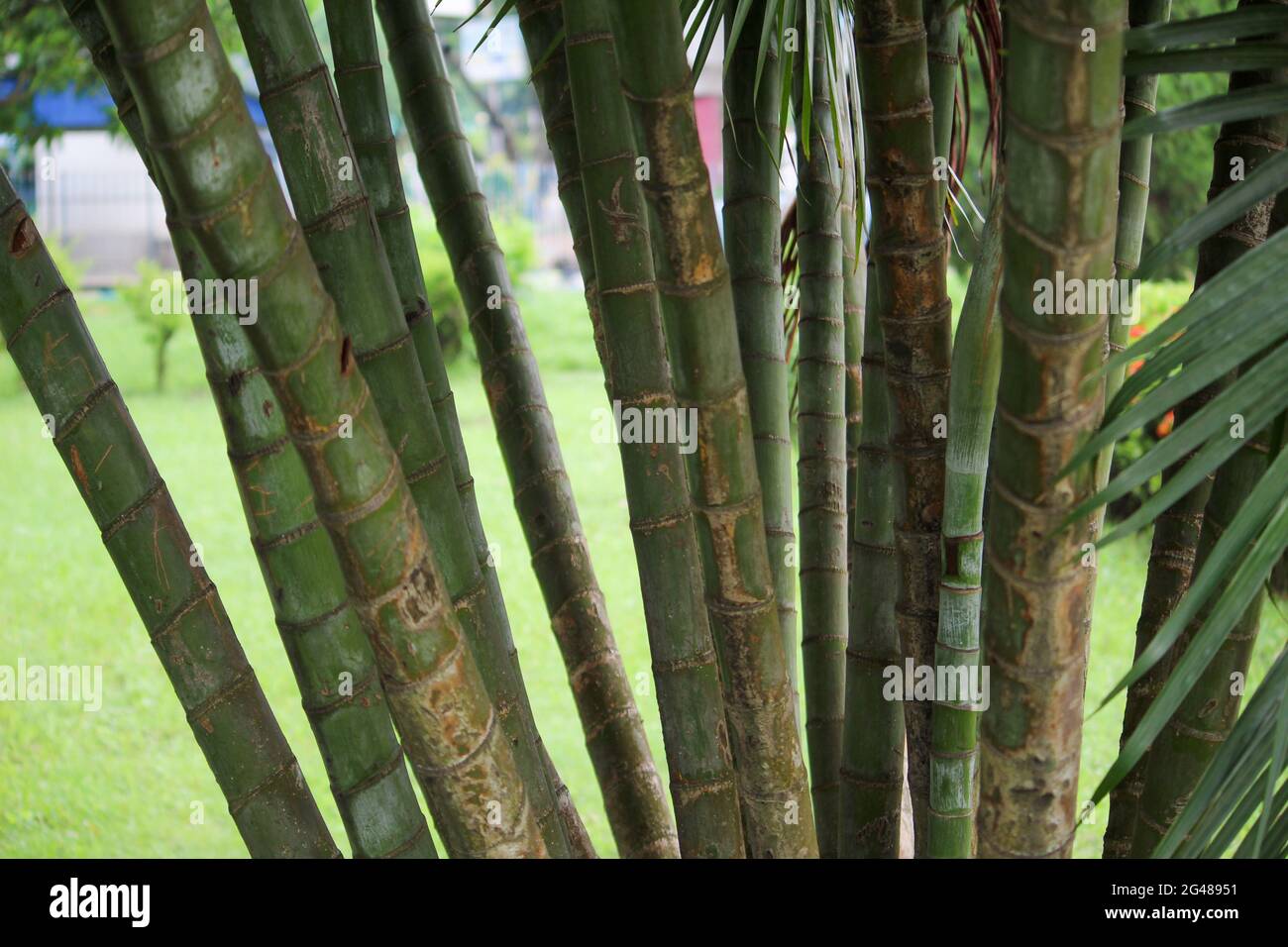 Bamboo tree in a Stock Photo - Alamy