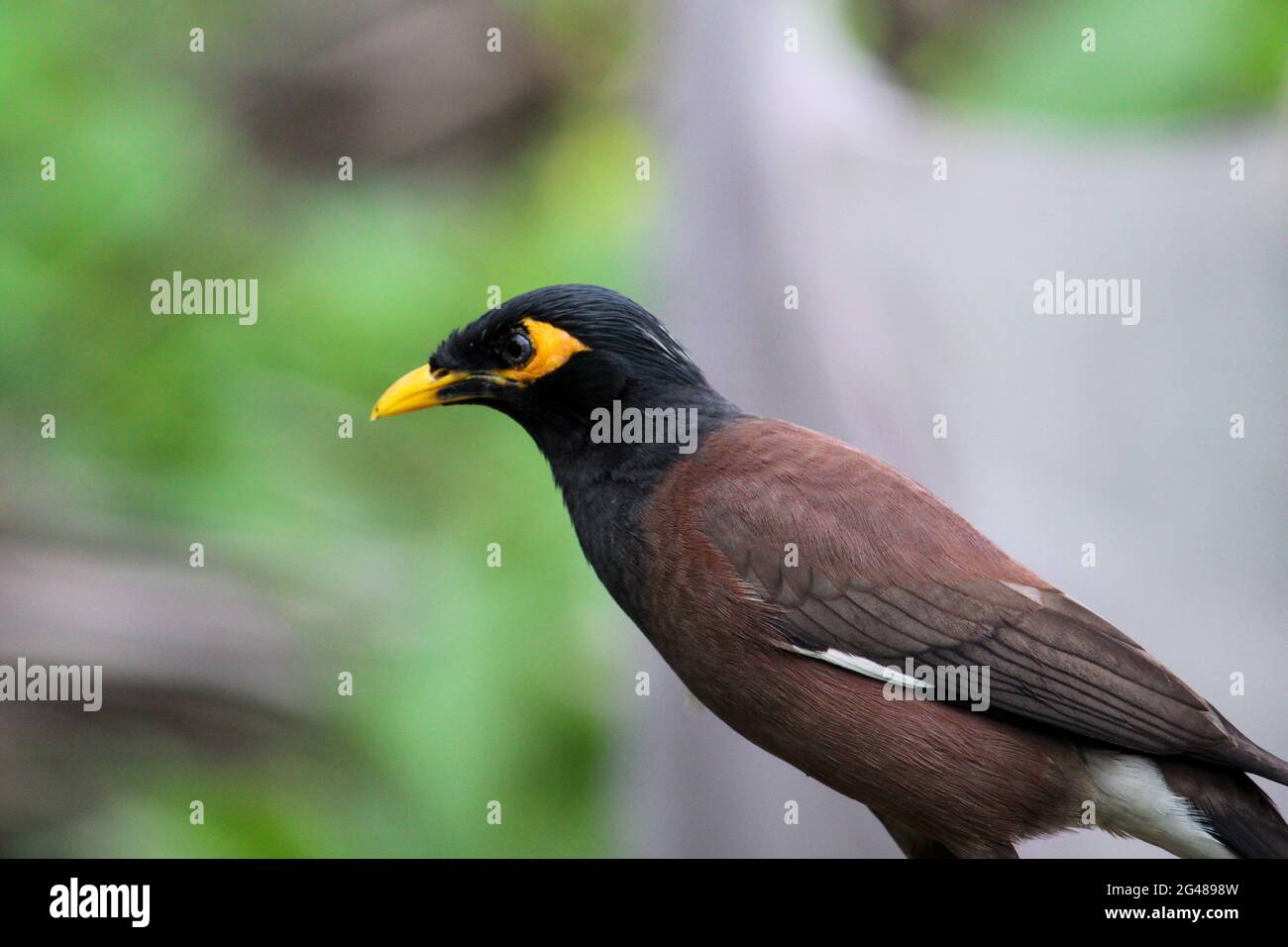 Mynah bird in nature Stock Photo - Alamy