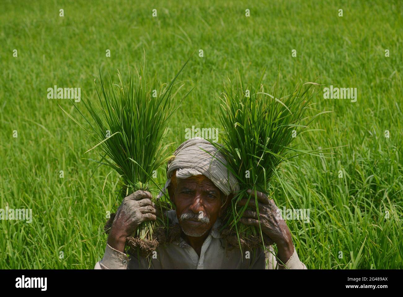 Paddy nursery hi-res stock photography and images - Alamy