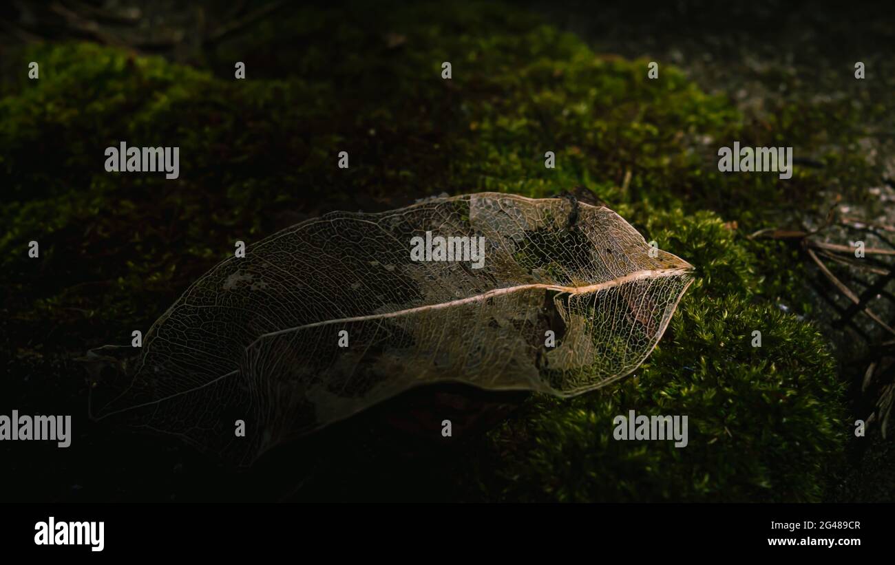 Leaf vein texture black white hi-res stock photography and images - Alamy