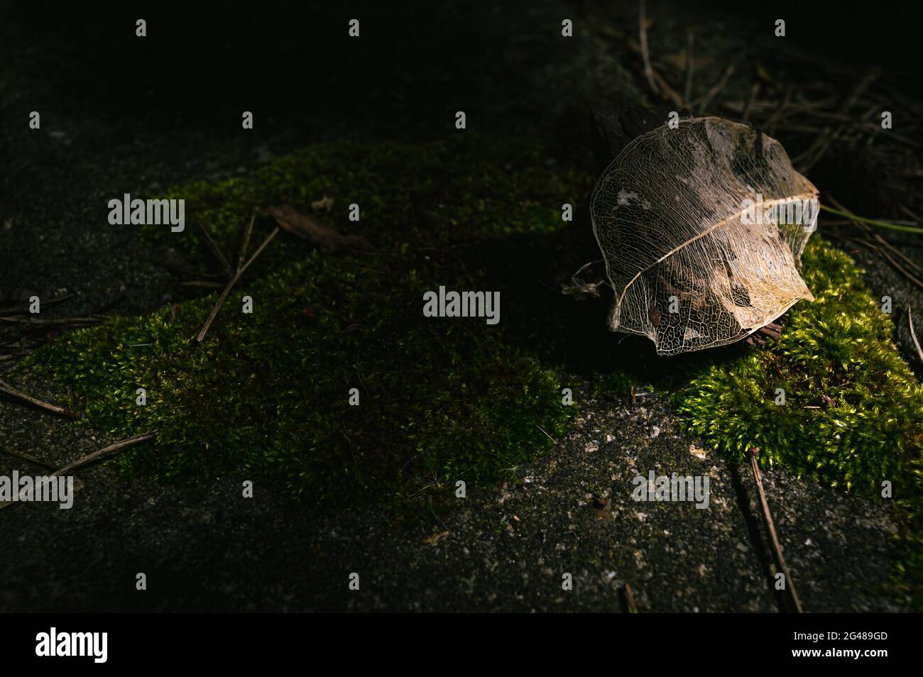 Image of a decomposed leaf on a surface of moss just catching the ...