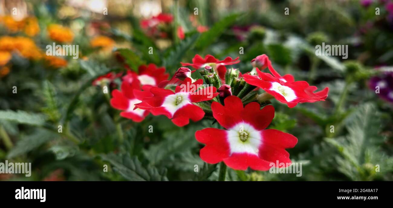 Beautiful red Vervain flowers in the garden Stock Photo - Alamy