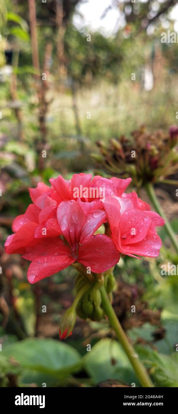 Closeup shot of waterdrops on delicate Geraniums flower after a drizzle ...