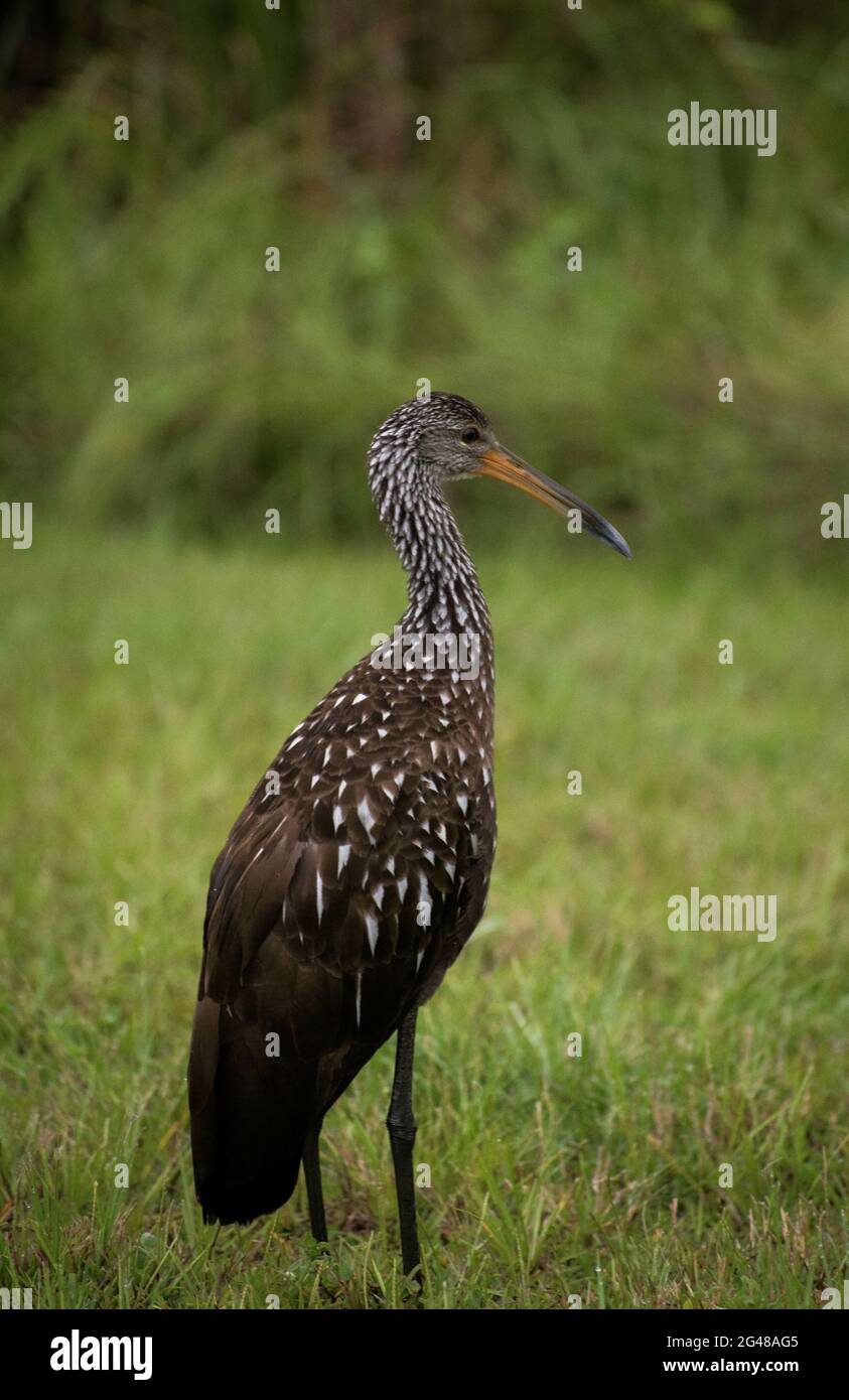 Courlan wading bird hi-res stock photography and images - Alamy