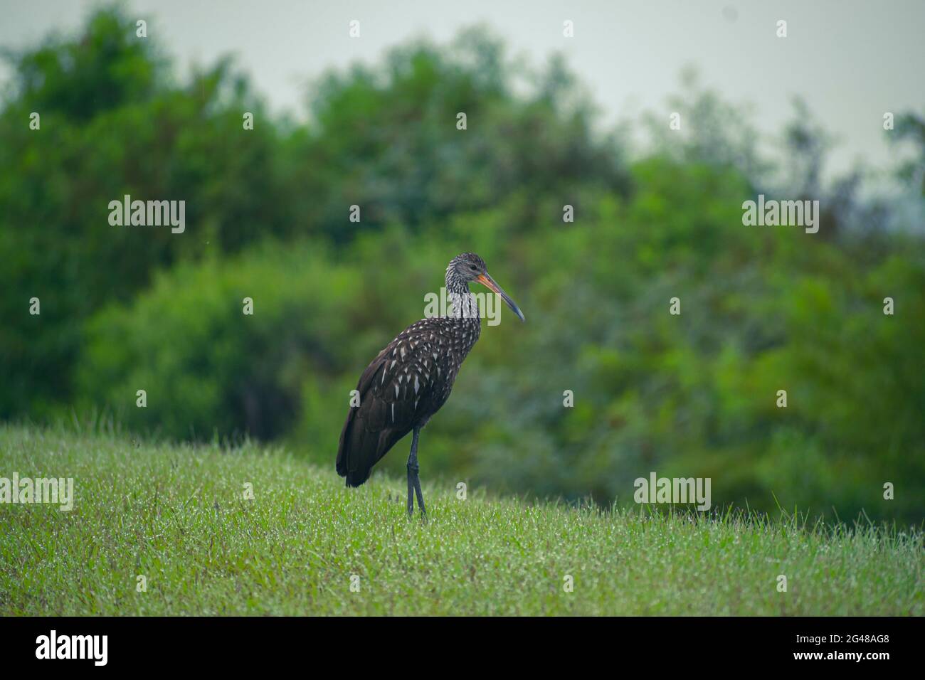Courlan wading bird hi-res stock photography and images - Alamy
