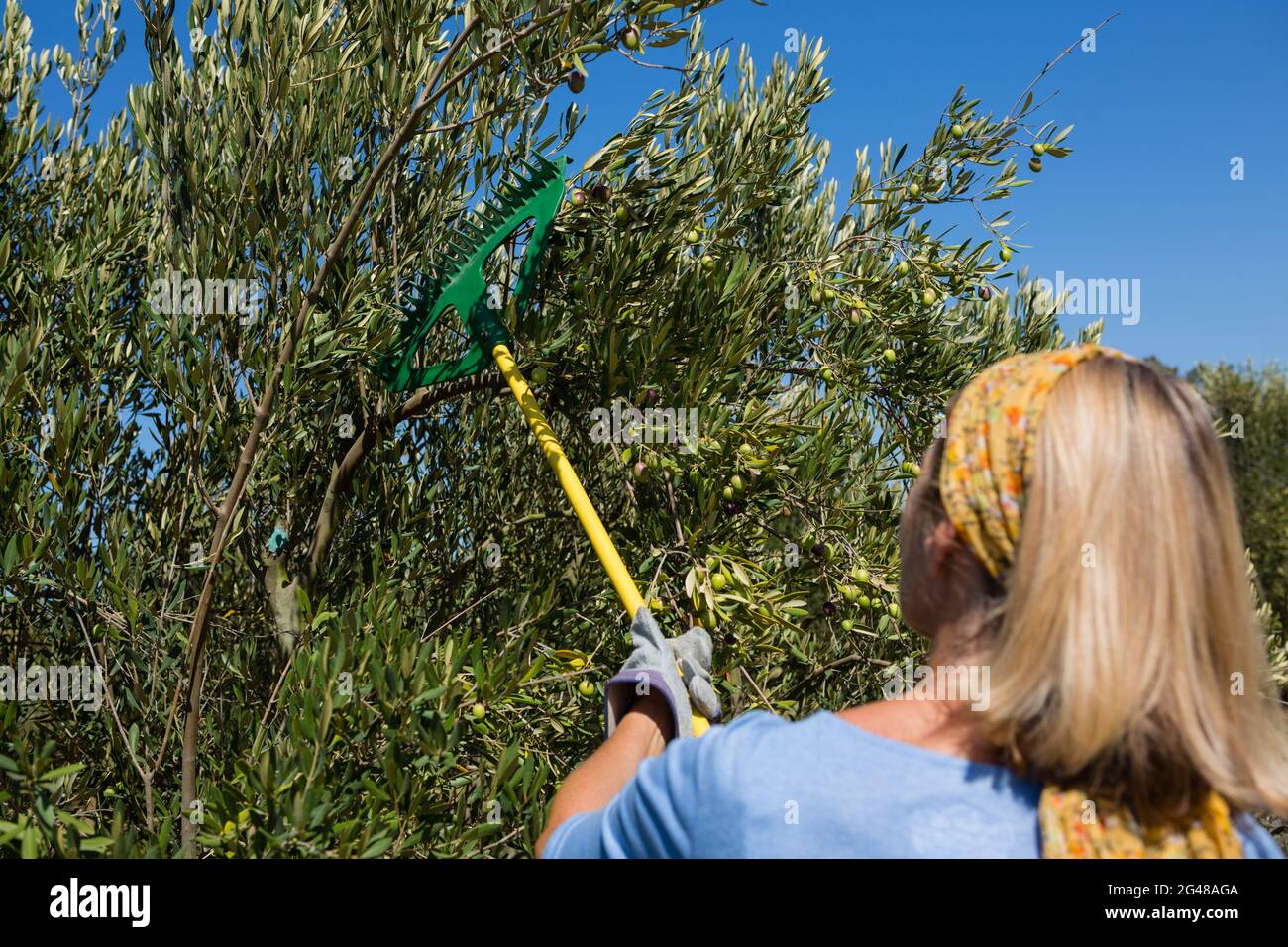 Farmer using olives picking tools while harvesting Stock Photo - Alamy