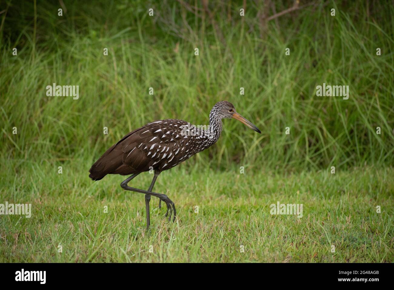 Courlan wading bird hi-res stock photography and images - Alamy