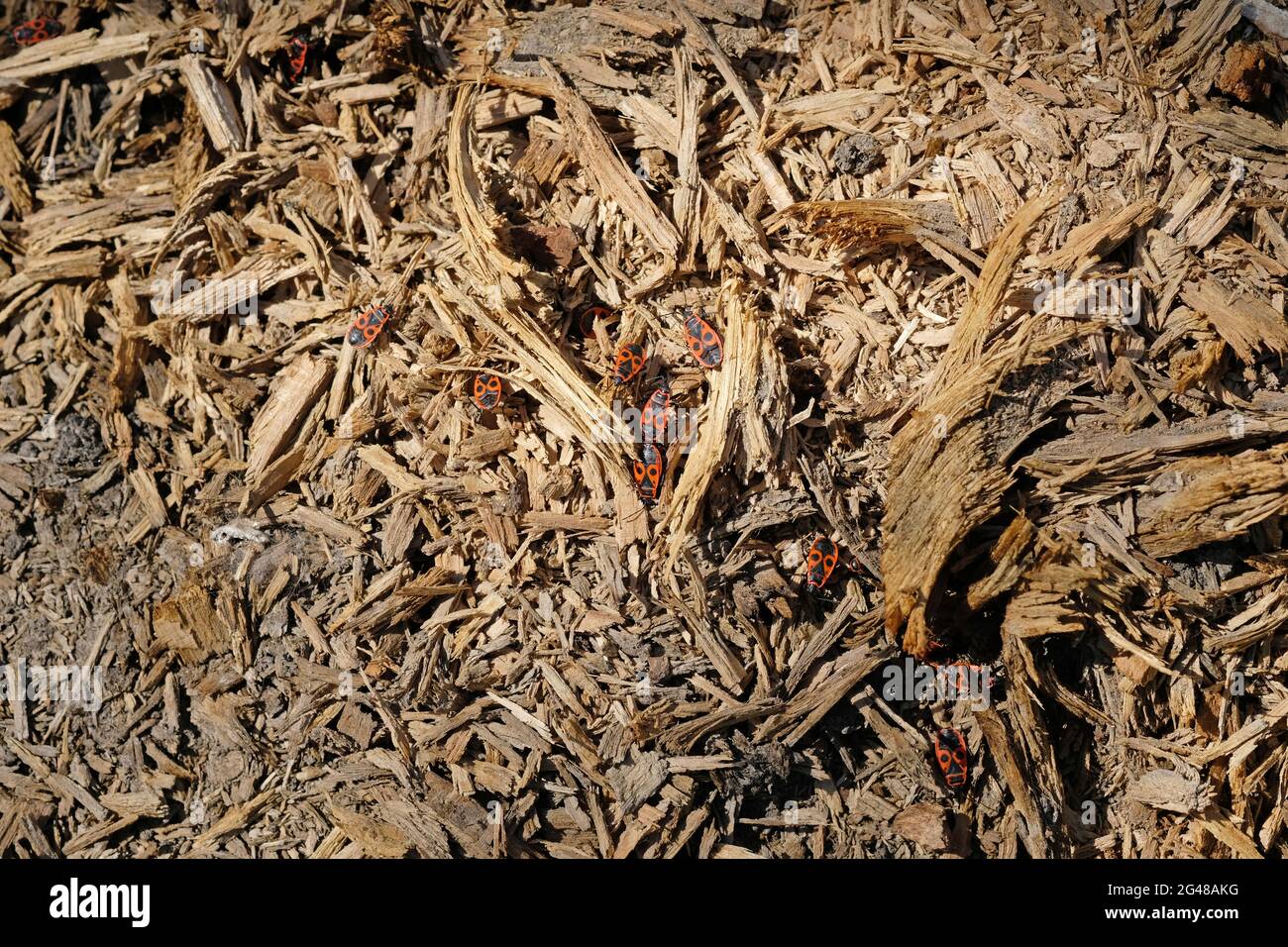 Red bugs Pyrrhocoris apterus in the forest top view. Beetles with red ...