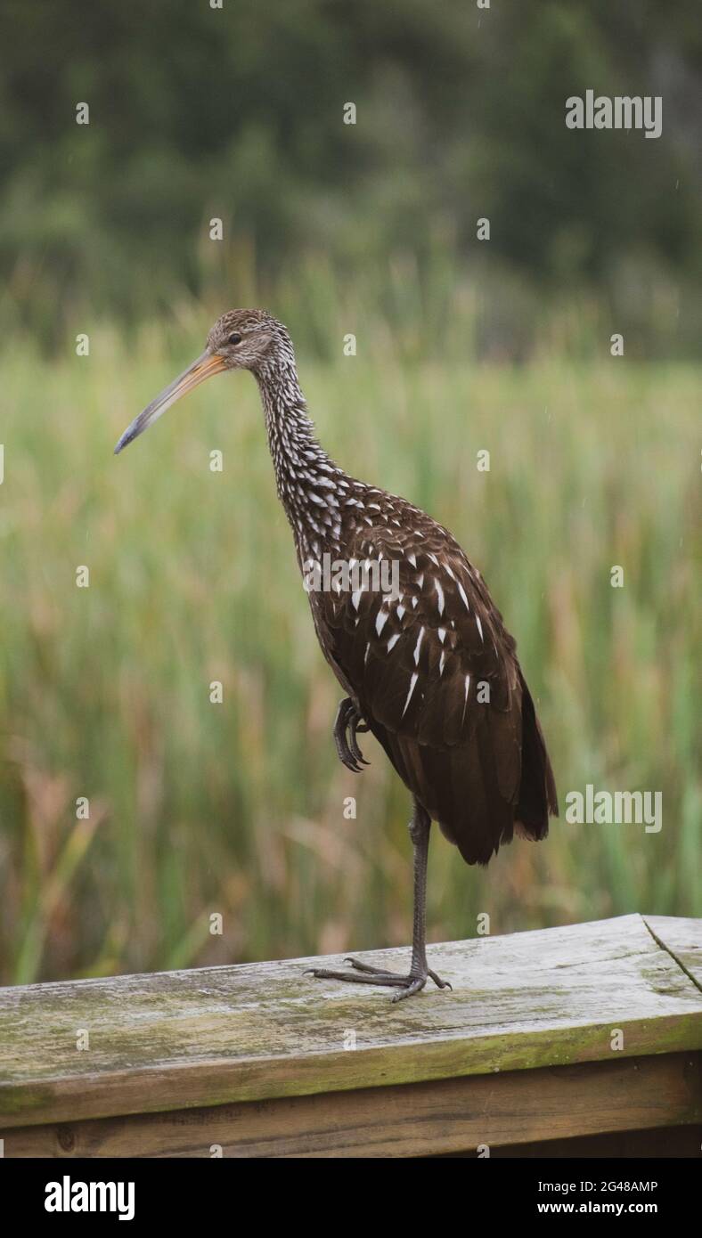 Courlan wading bird hi-res stock photography and images - Alamy