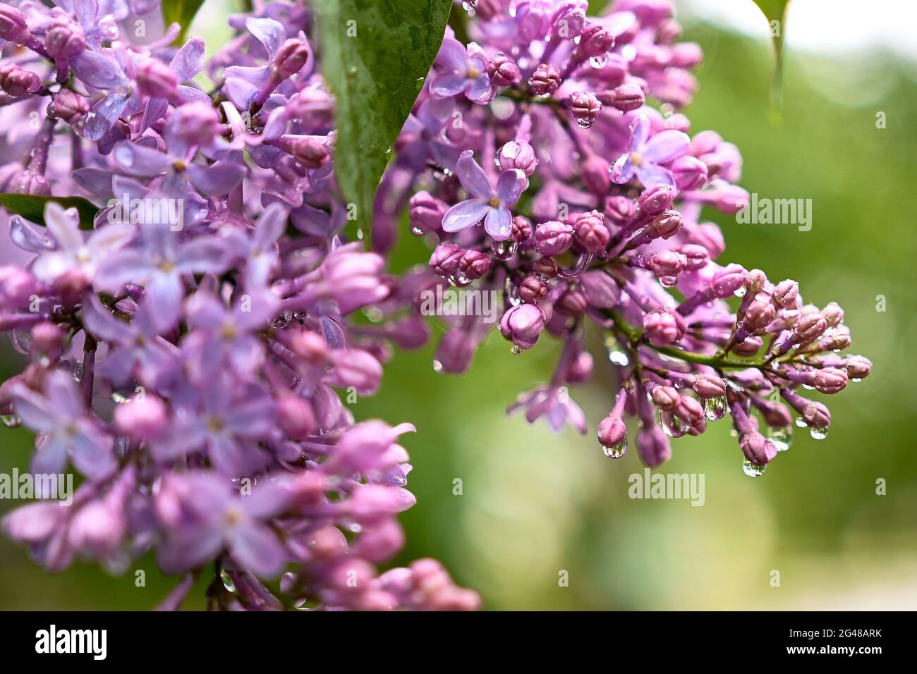 Lilac (Syringa vulgaris) with water drops. Spring floral pattern ...