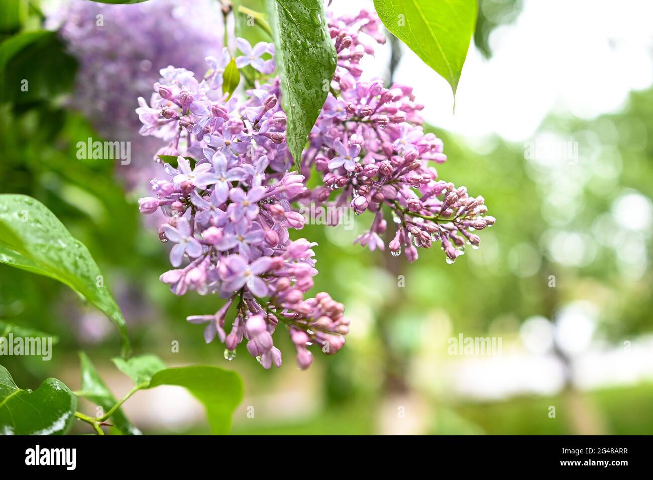 Flower after the rain. Spring floral pattern. Floral background Stock ...