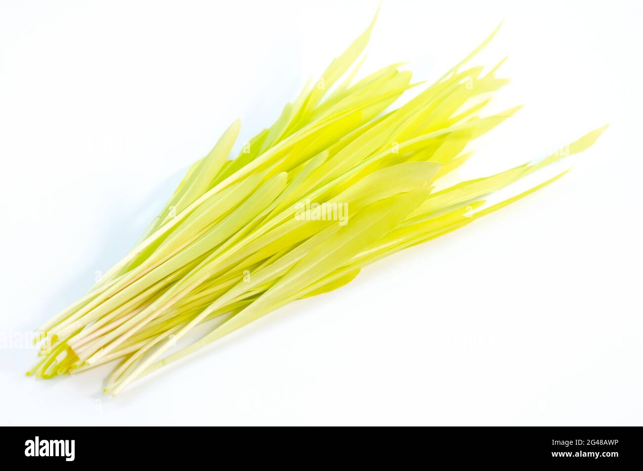 Yellow corn sprouts on a white background. Microgreens of corn in close ...