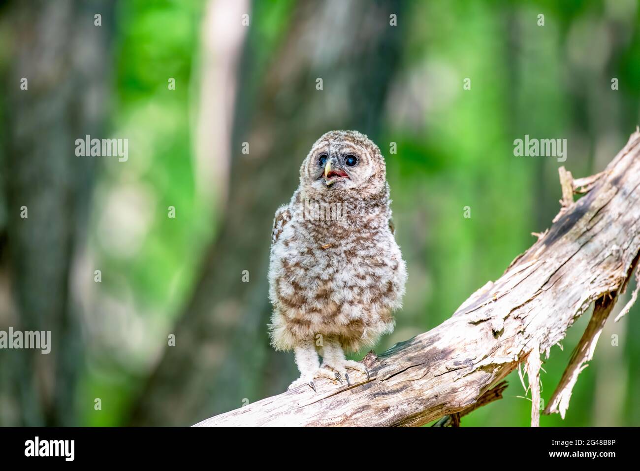 Recently fledged baby barred owlet standing on a fallen tree in Canada ...