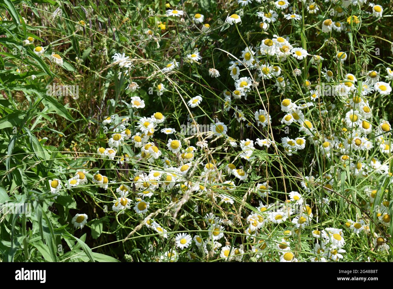 Waterfront flowers hi-res stock photography and images - Alamy