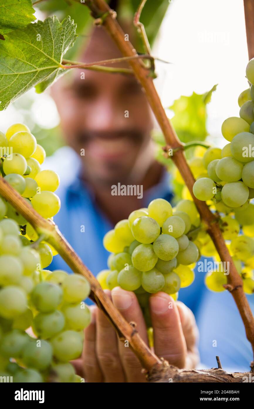 Person touching large green hi-res stock photography and images - Alamy