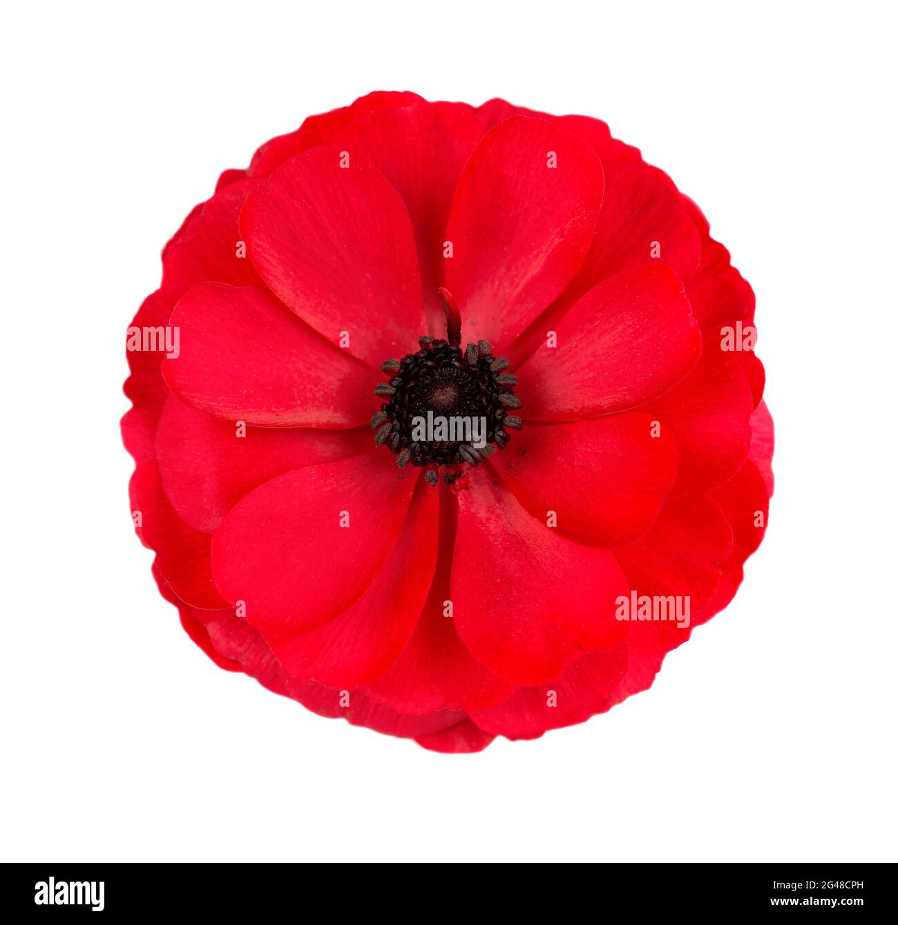 Red ranunculus asiaticus flower isolated on white background. Persian ...