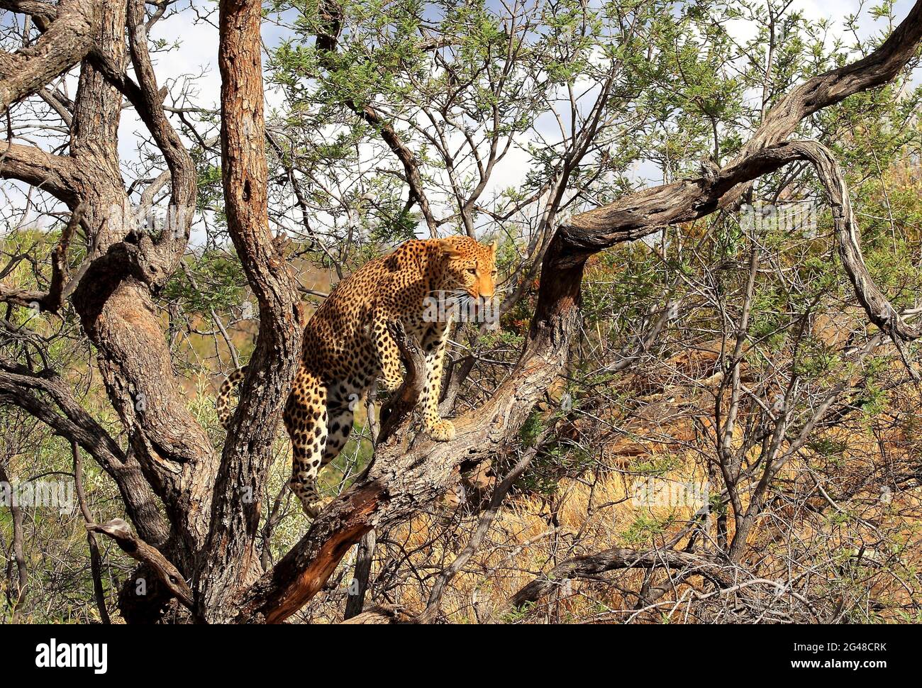 African leopard on a tree in its natural habitat Stock Photo - Alamy