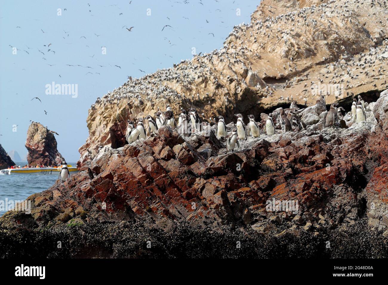 Flock of birds on a rocky cliff Stock Photo - Alamy