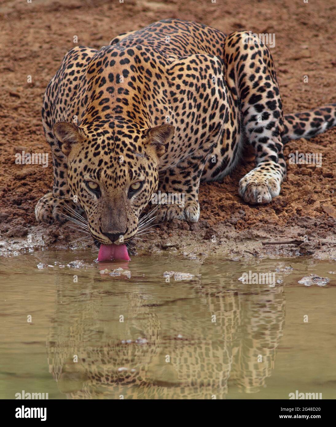 Leopard drinking water; Cat drinking water; Leopard have a drink ...