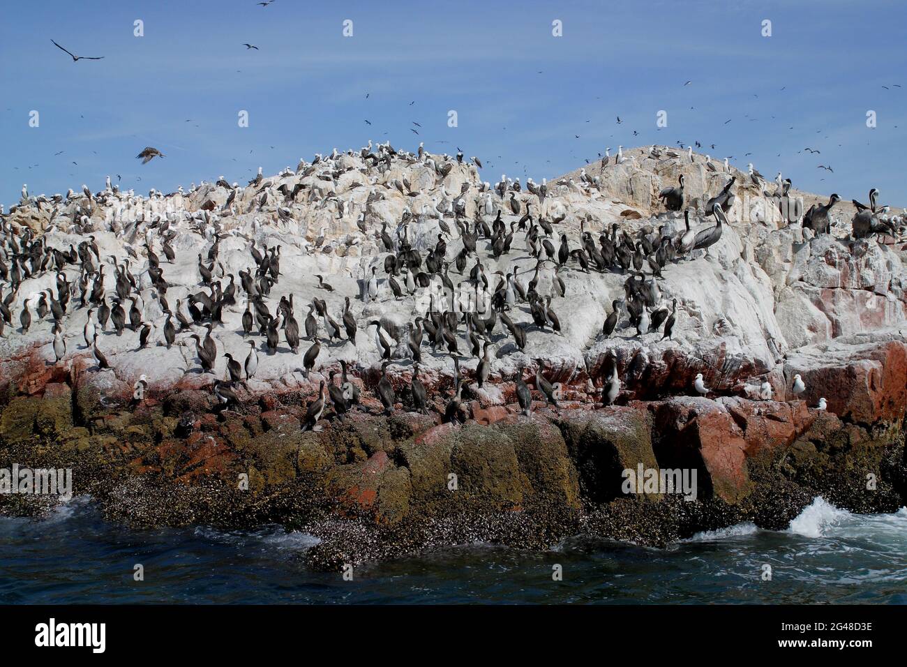 Flock of birds on a rocky cliff Stock Photo - Alamy