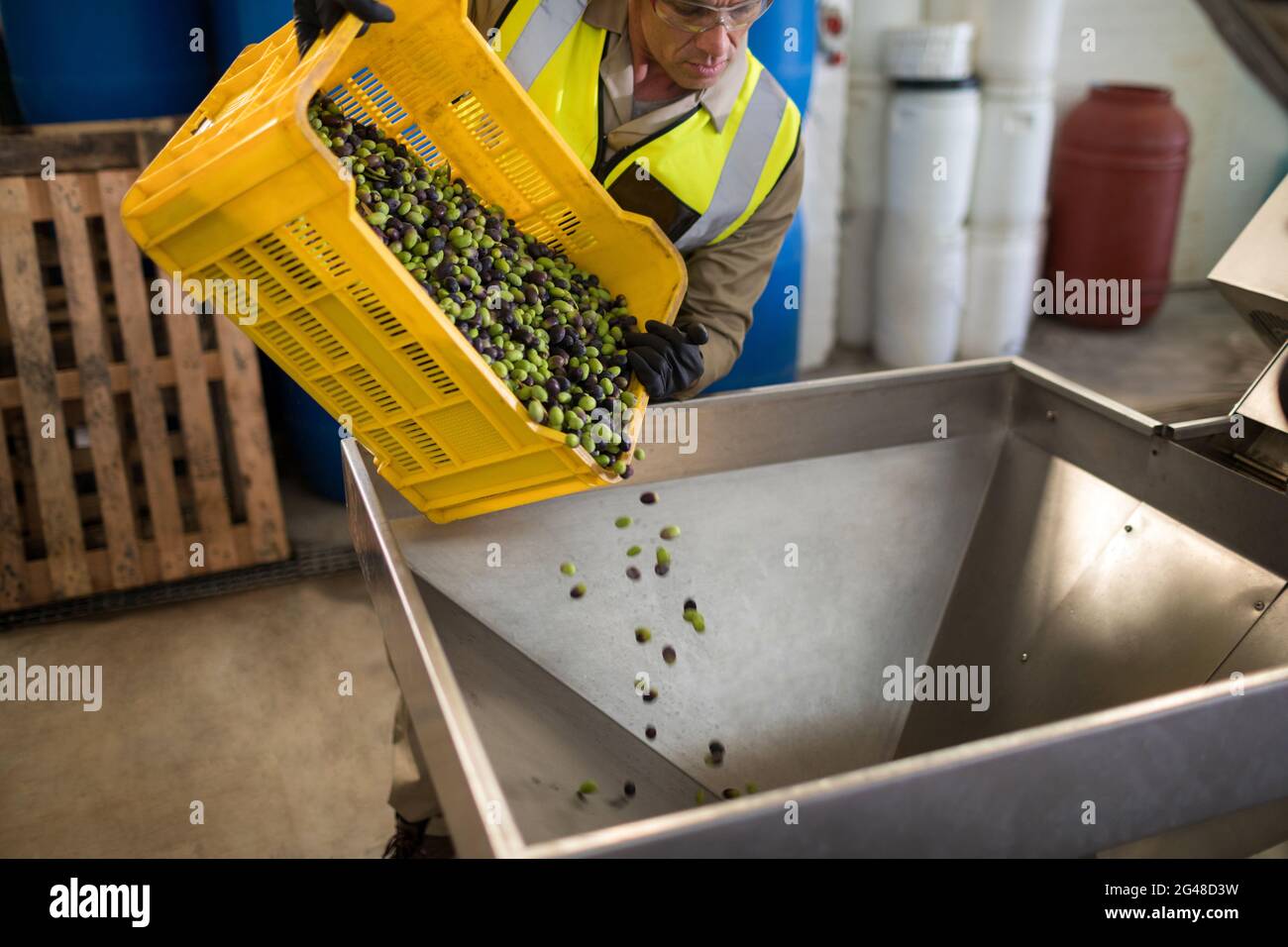 Worker putting harvested olive in machine Stock Photo - Alamy