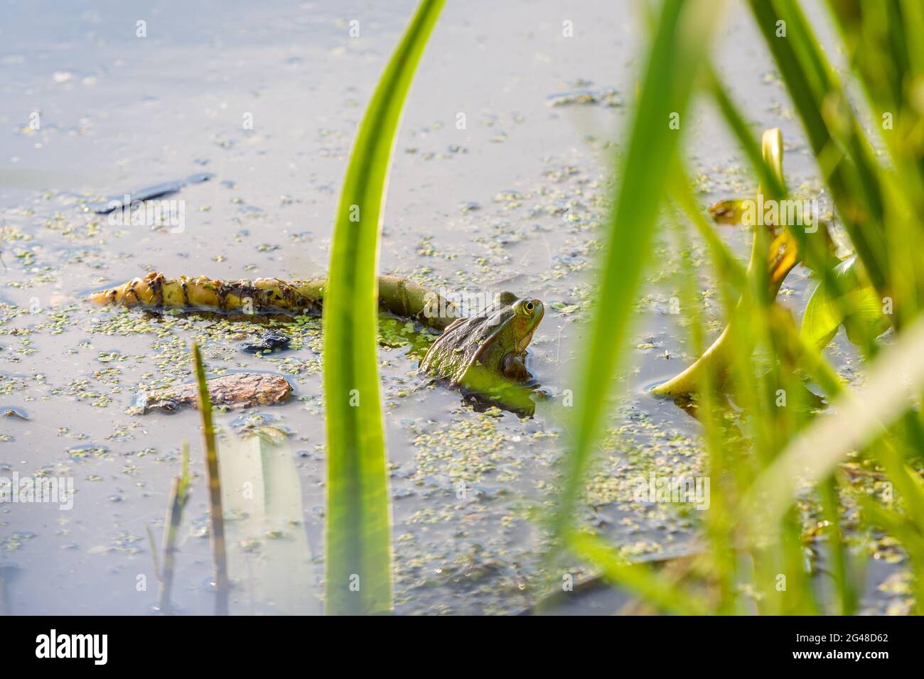 Frog sits in polluted water hi-res stock photography and images - Alamy