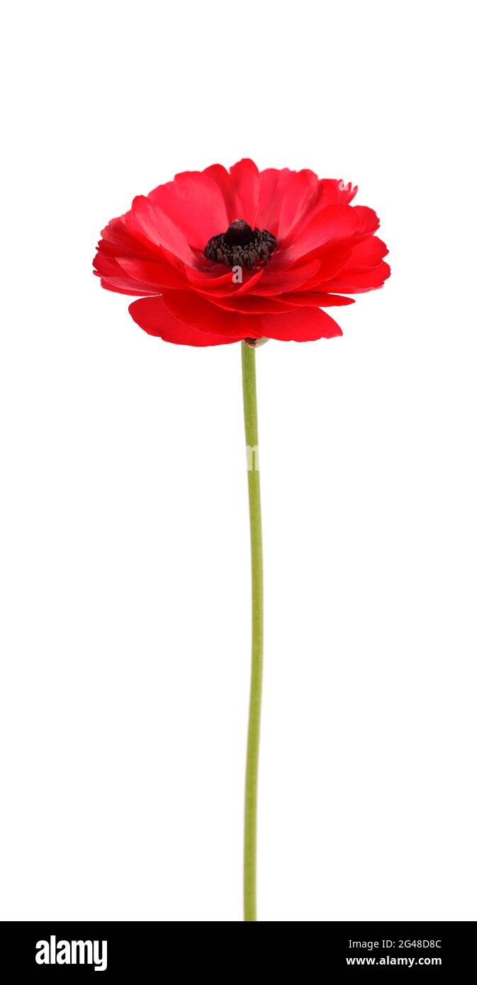 Red ranunculus asiaticus flower isolated on white background. Persian ...