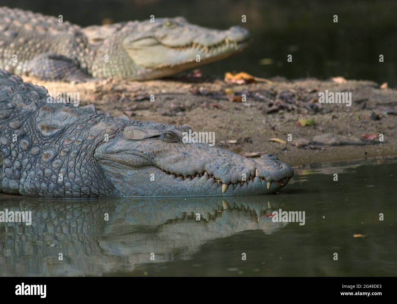 Crocodiles resting; mugger crocodiles in sri lanka; two crocodiles ...