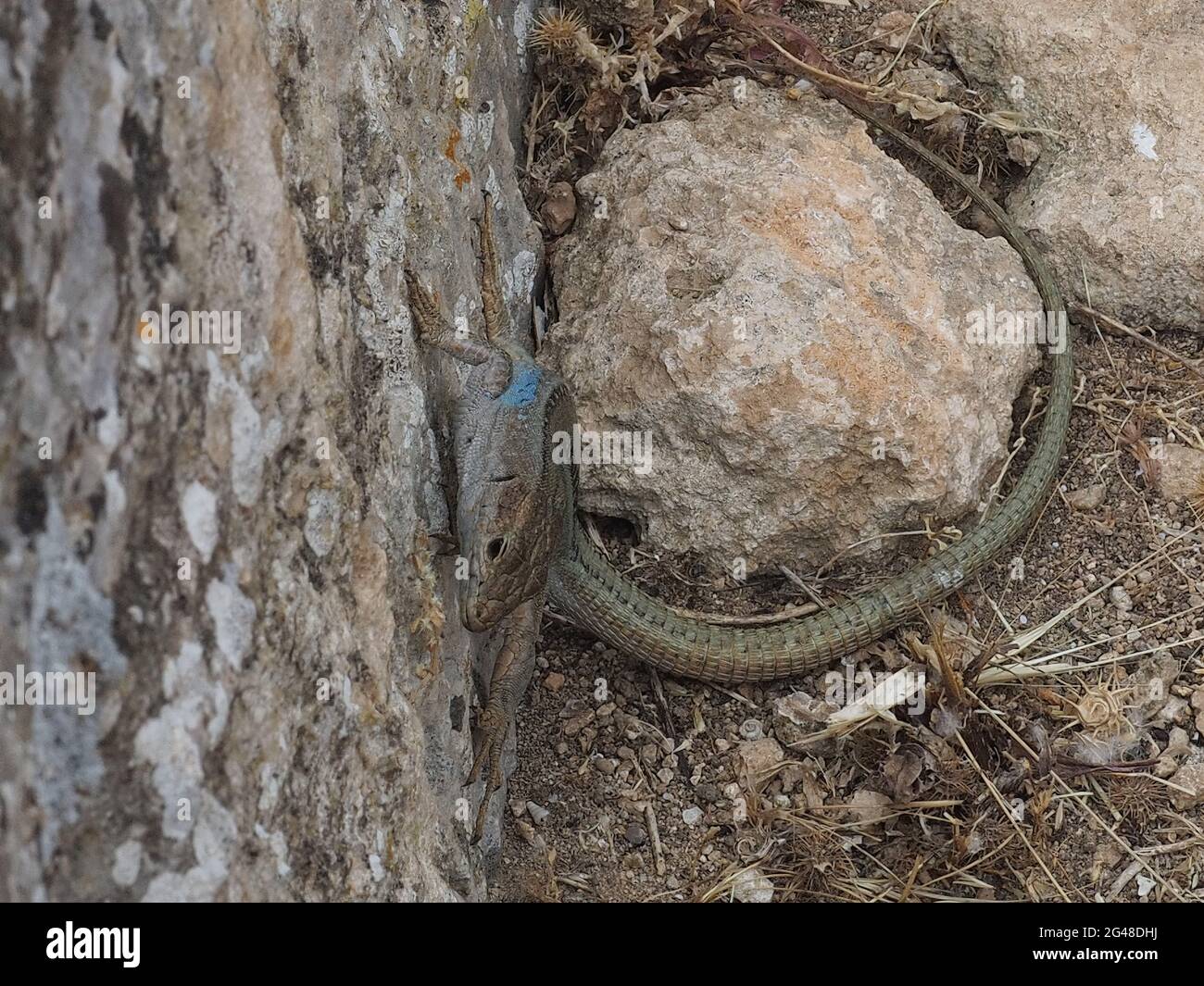 Adult male Peloponnese wall lizard crawling around rock at Nemea ...