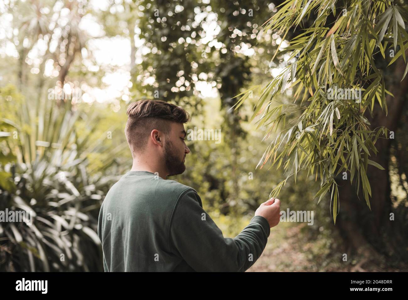 Young man touching the leaves of a tree in a park Stock Photo - Alamy