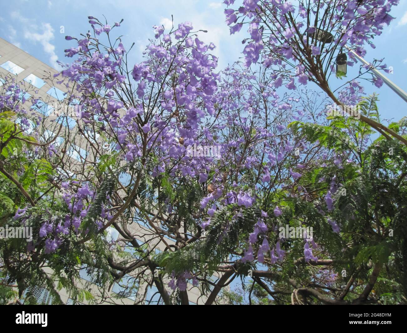 Purple Acacia Flower