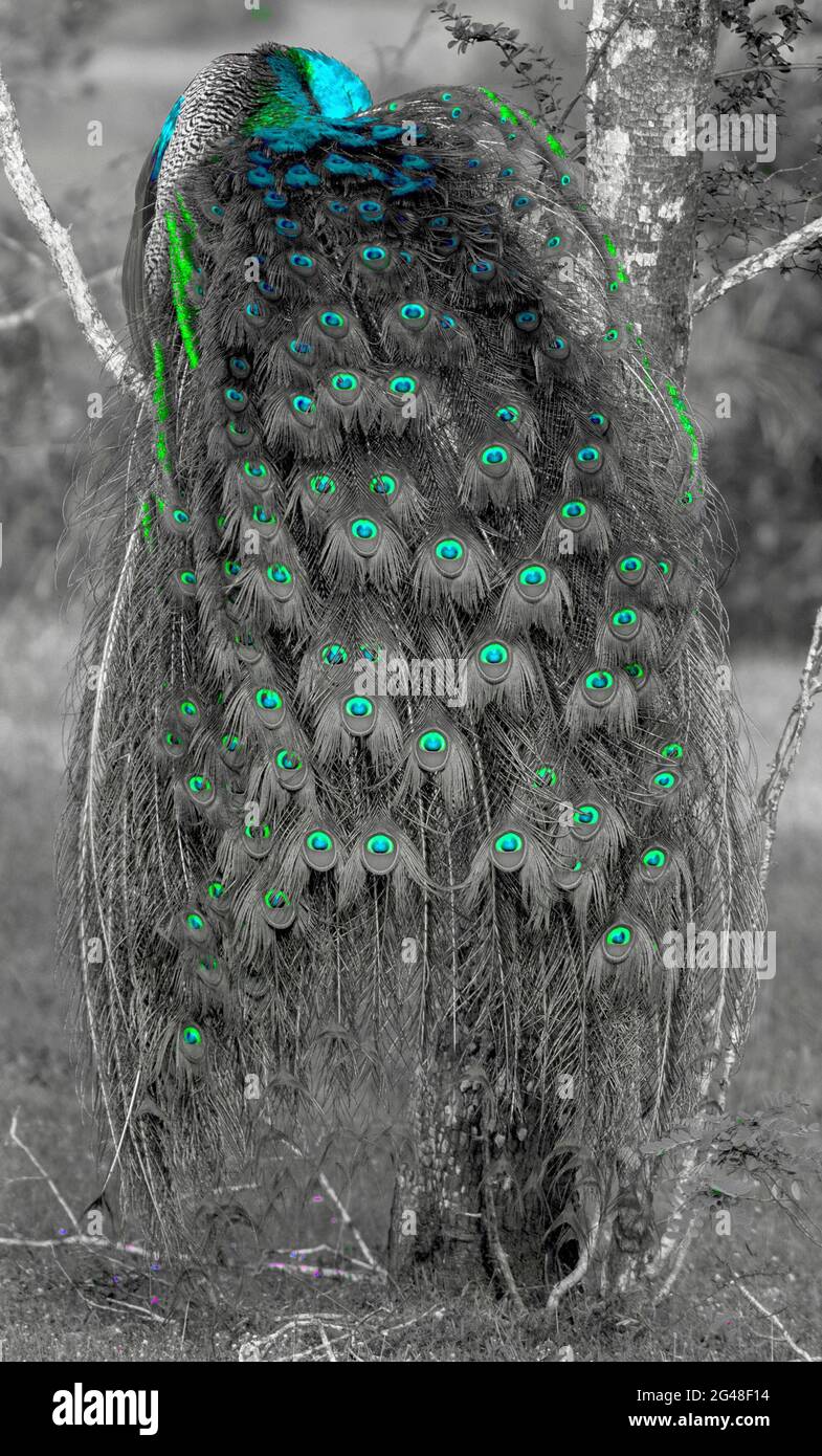 Peacock feet hi-res stock photography and images - Alamy