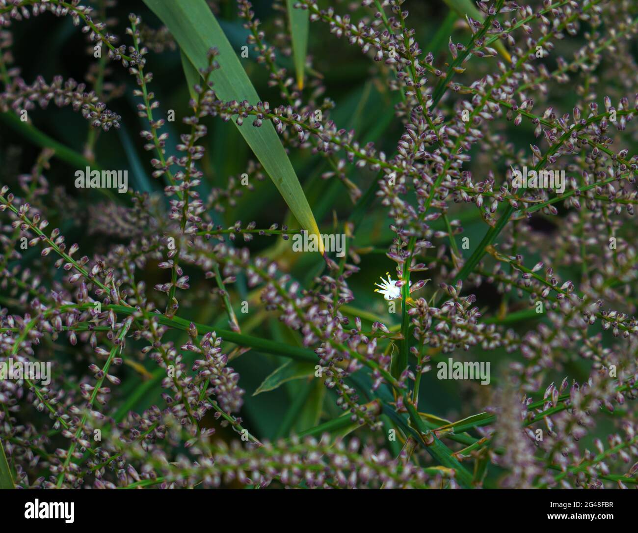 Flower head emerging on a cordyline australis, commonly known as the ...