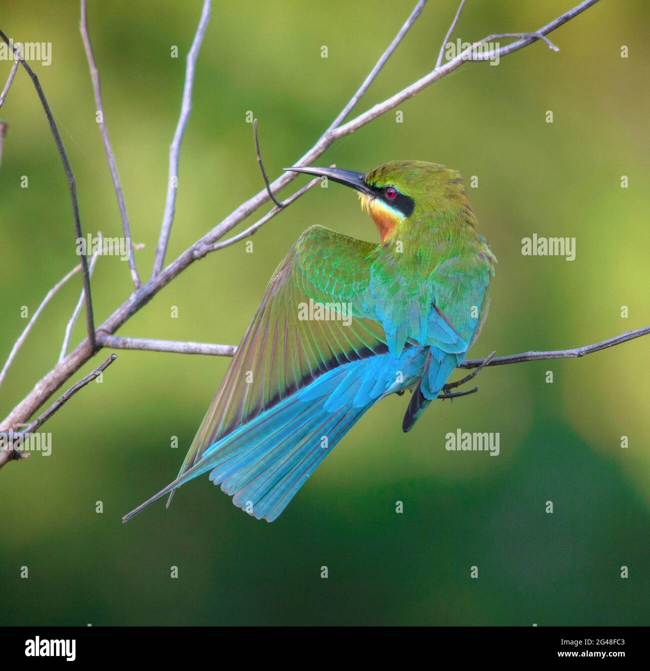 Blue tailed bee eater; Bee eater; blue bird; spread wings Stock Photo ...