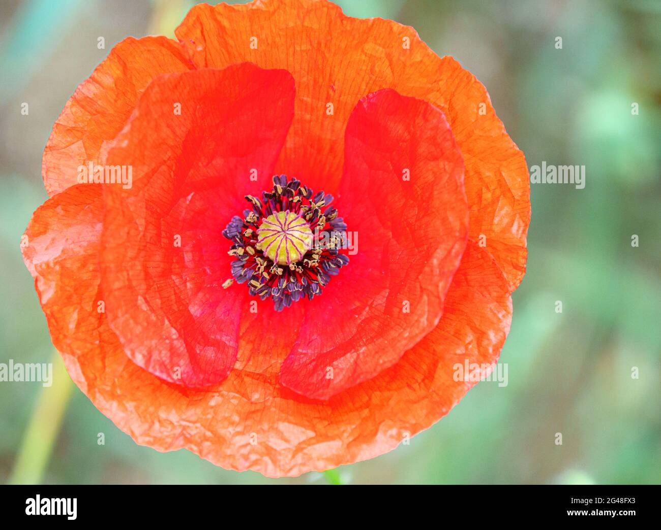 Poppy field wiltshire hi-res stock photography and images - Alamy