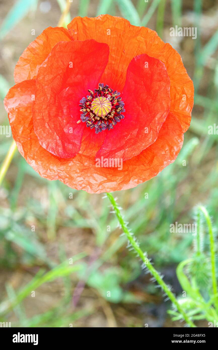Bush poppy tree poppy hi-res stock photography and images - Alamy