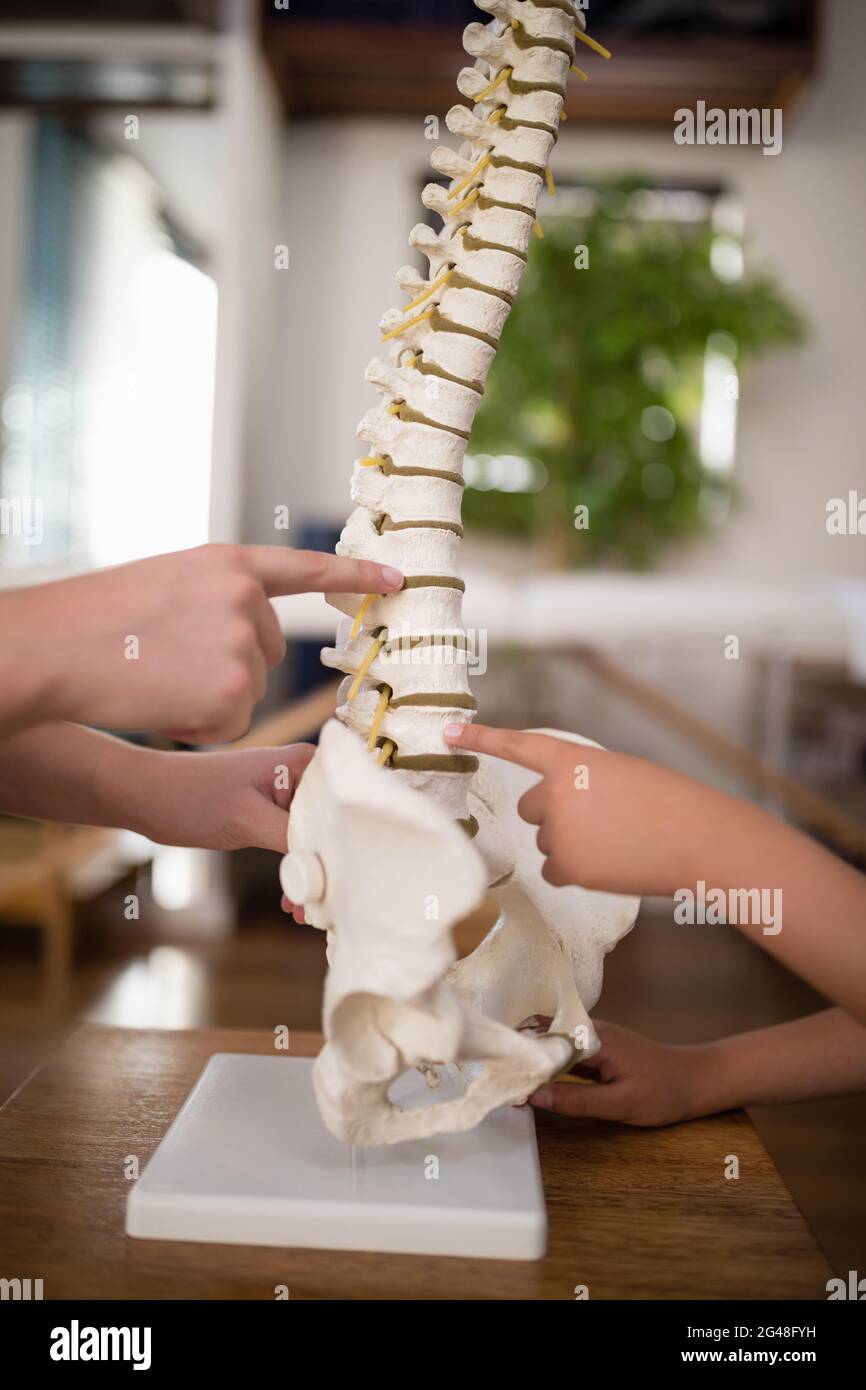 Cropped hands of female therapist and boy pointing at artificial spine ...