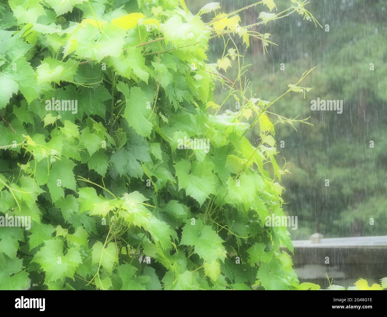 Heavy downpour rain during hi-res stock photography and images - Alamy