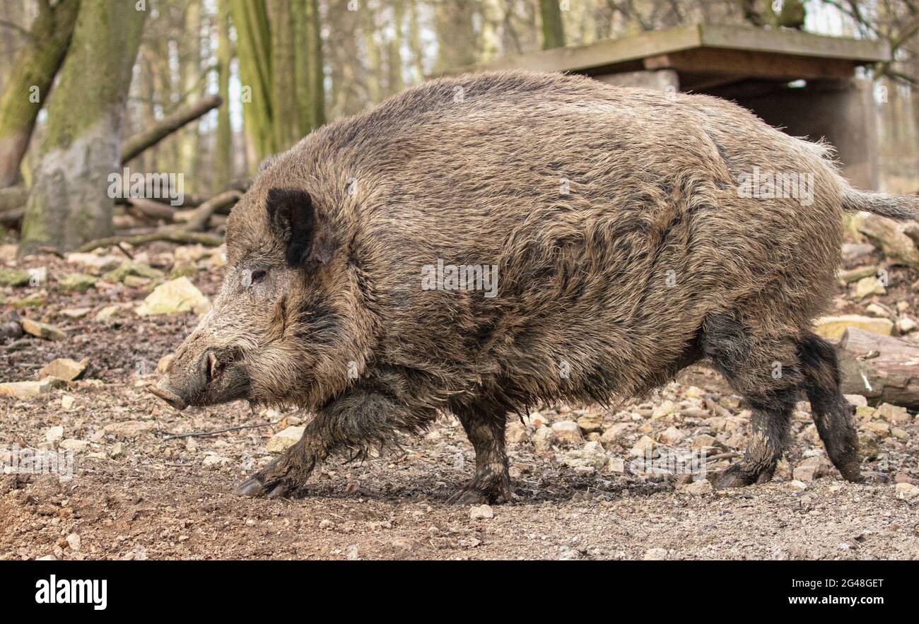 Wild boar in the woods; Sus scrofa; Majestic wild mammal walking in the ...