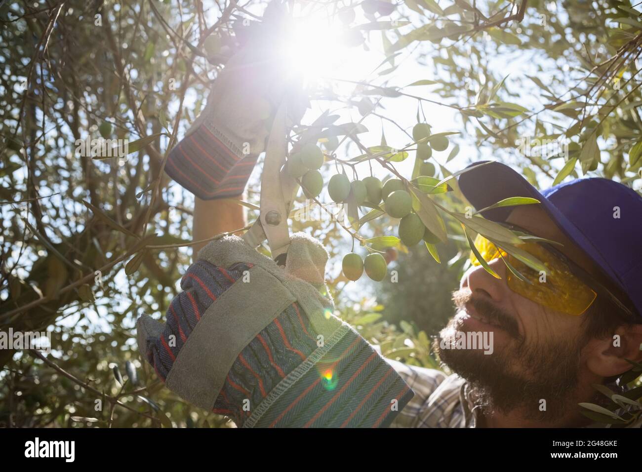 Farmer cutting a olives with scissors Stock Photo - Alamy