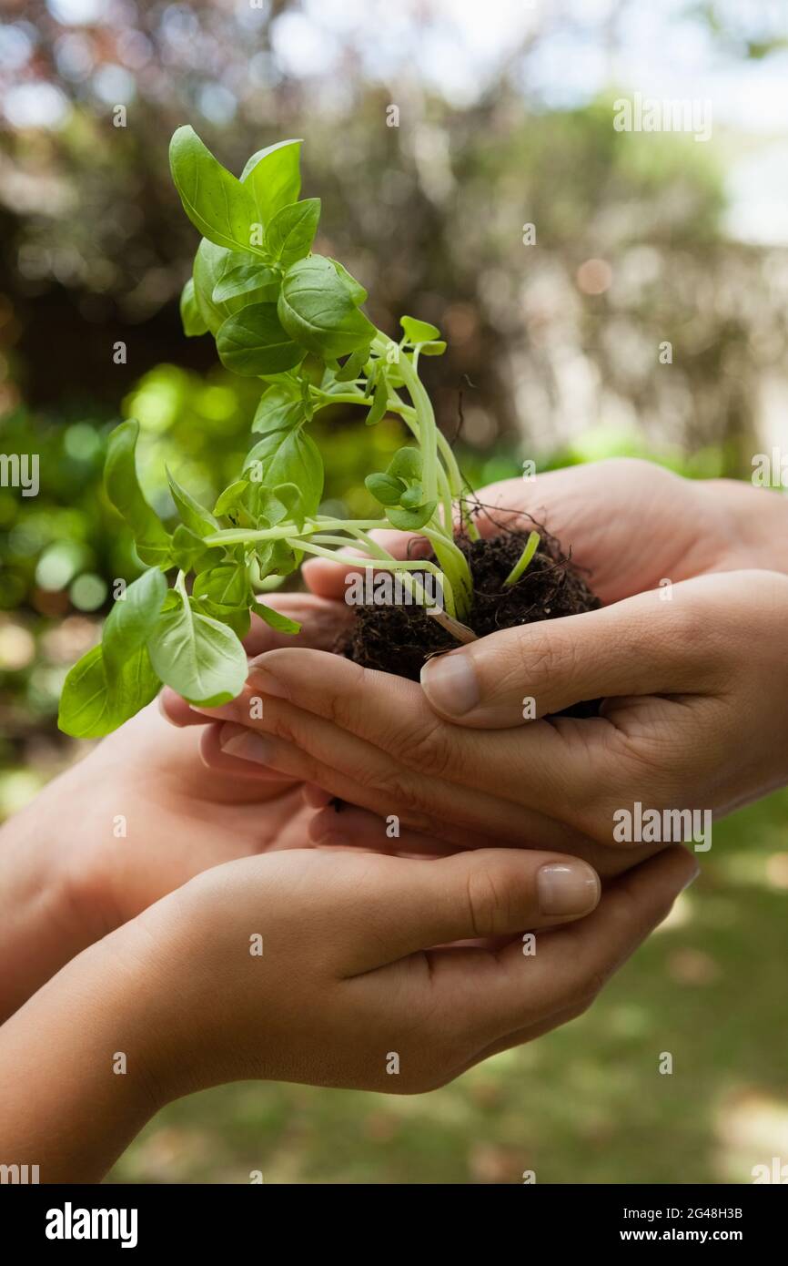Cropped cupped hands of mother giving seedling to daughter Stock Photo ...