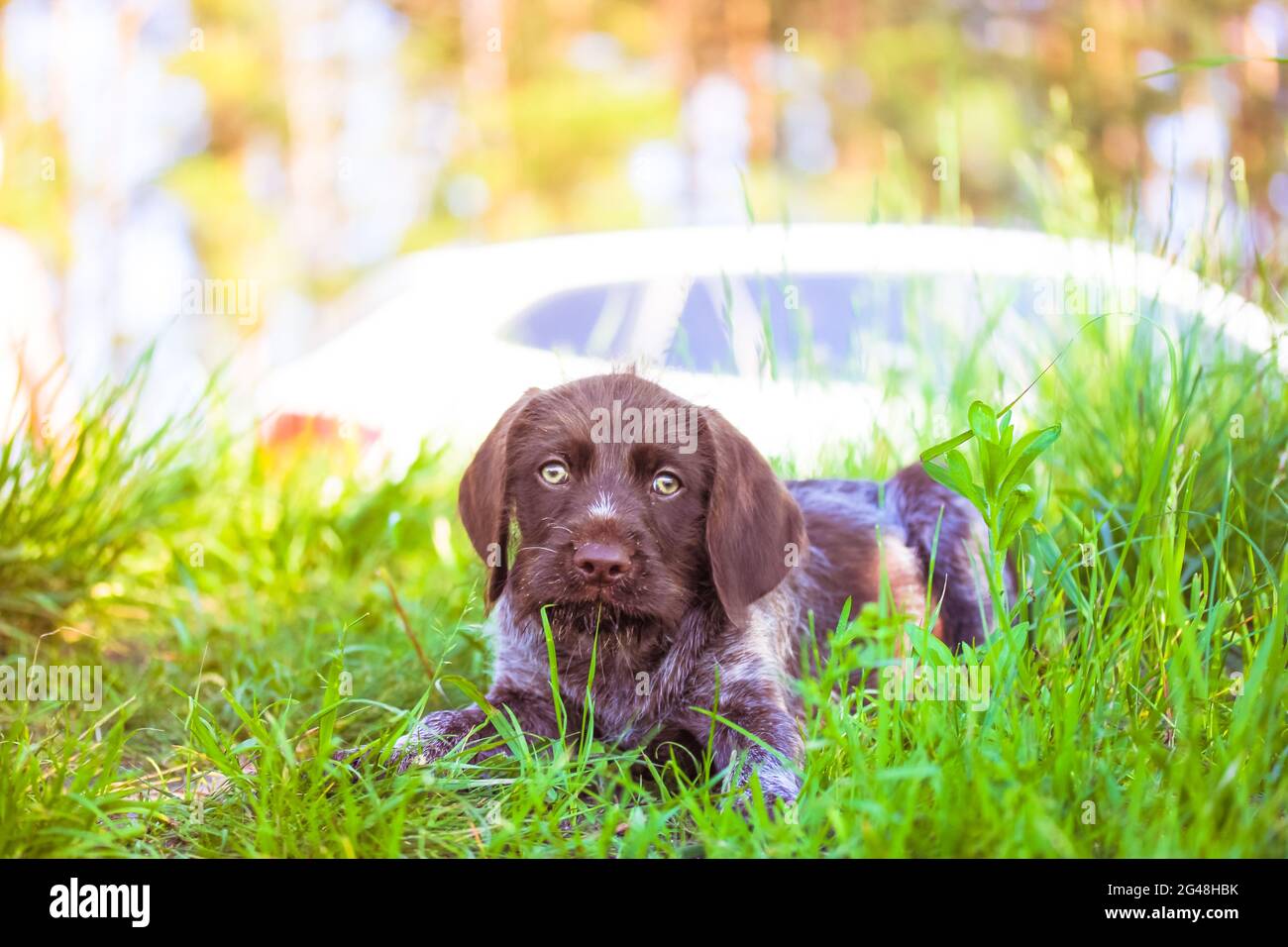 Deutsch drathaar hi-res stock photography and images - Alamy