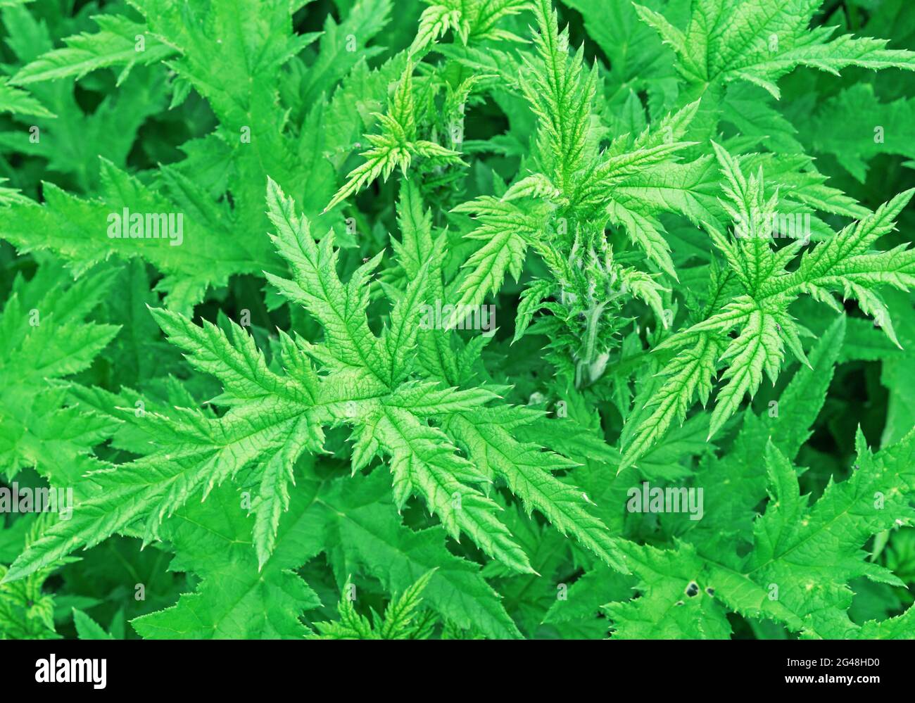 Cardiotonic hi-res stock photography and images - Alamy