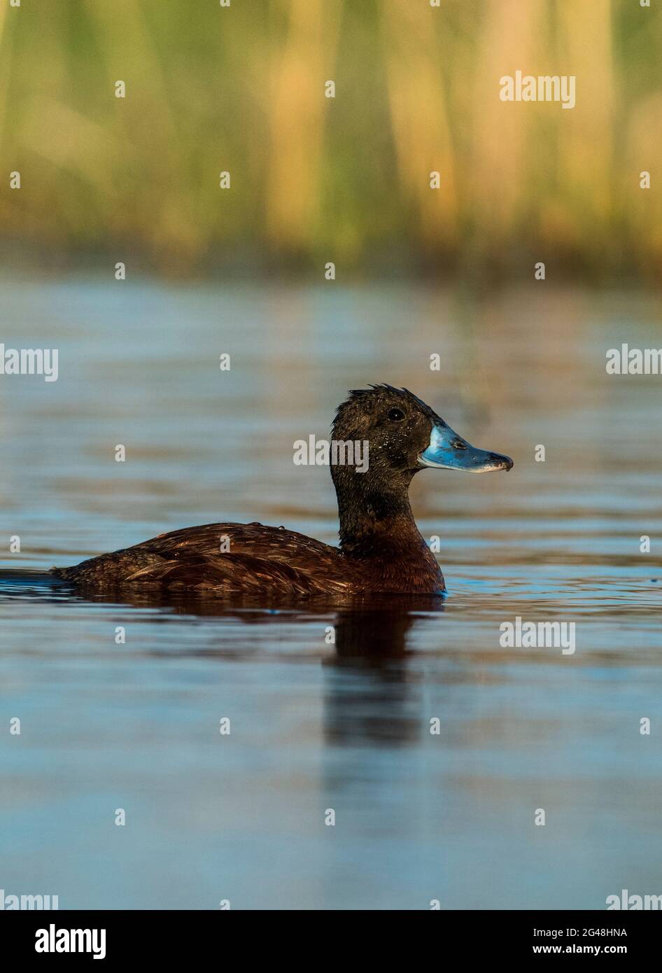 Lake Duck Oxyura vittata swimming in a lagoon, La Pampa Province ...